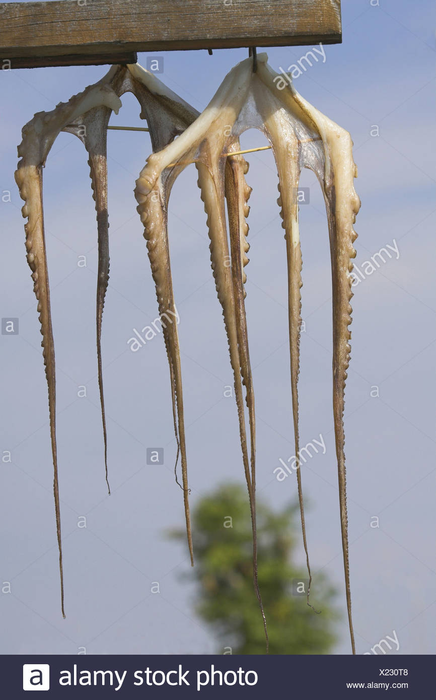 Krake Oktopus Vulgaris Stockfotos und -bilder Kaufen - Alamy