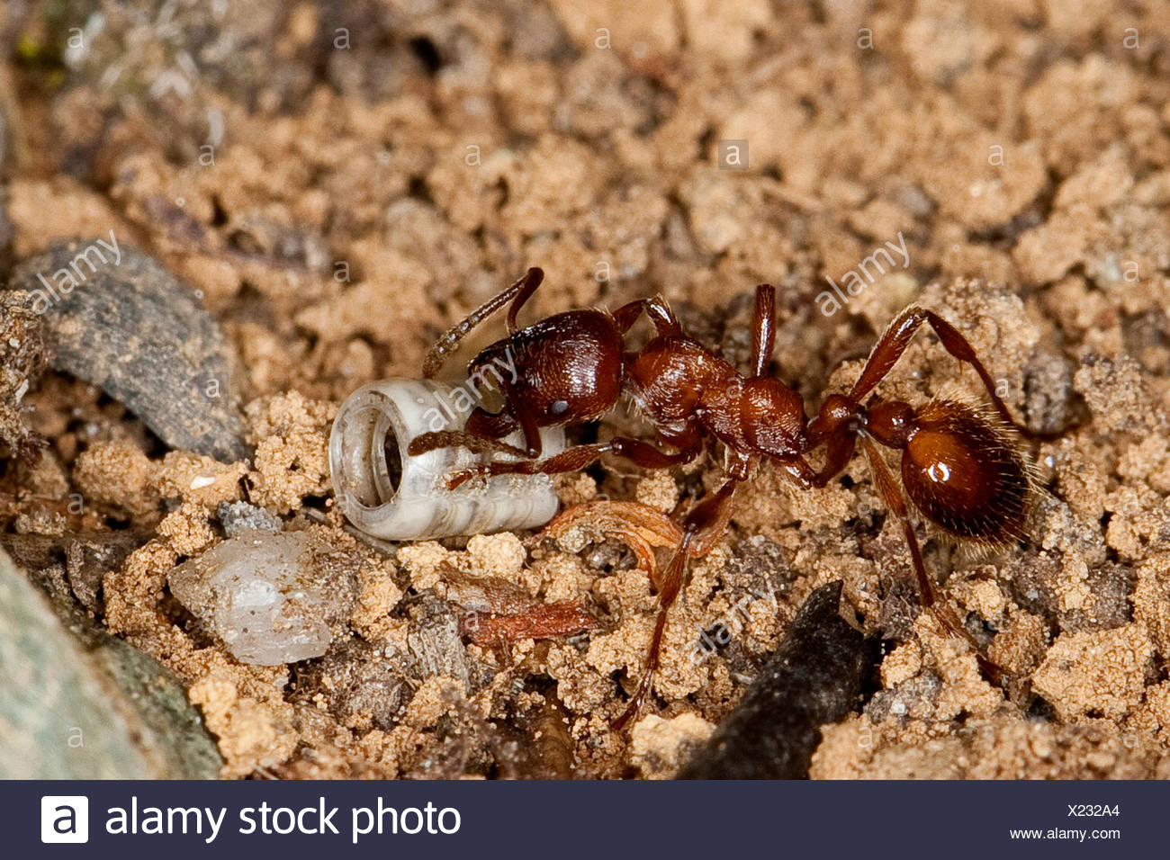 Myrmica Rubida Manica Rubida Stockfotos und -bilder Kaufen - Alamy
