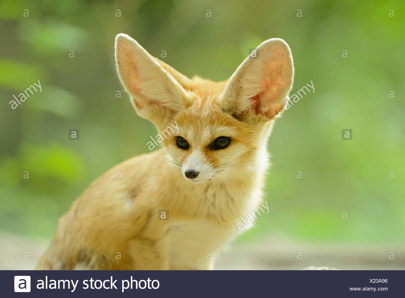 Fennek Fuchs Fennecus Zerda Stockfotos und -bilder Kaufen - Alamy