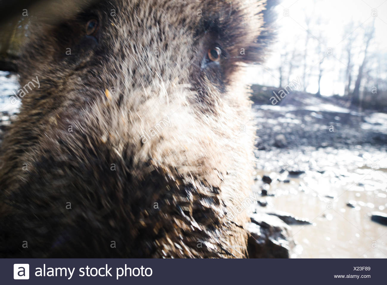 Wild Boars Eyes Stockfotos und -bilder Kaufen - Alamy