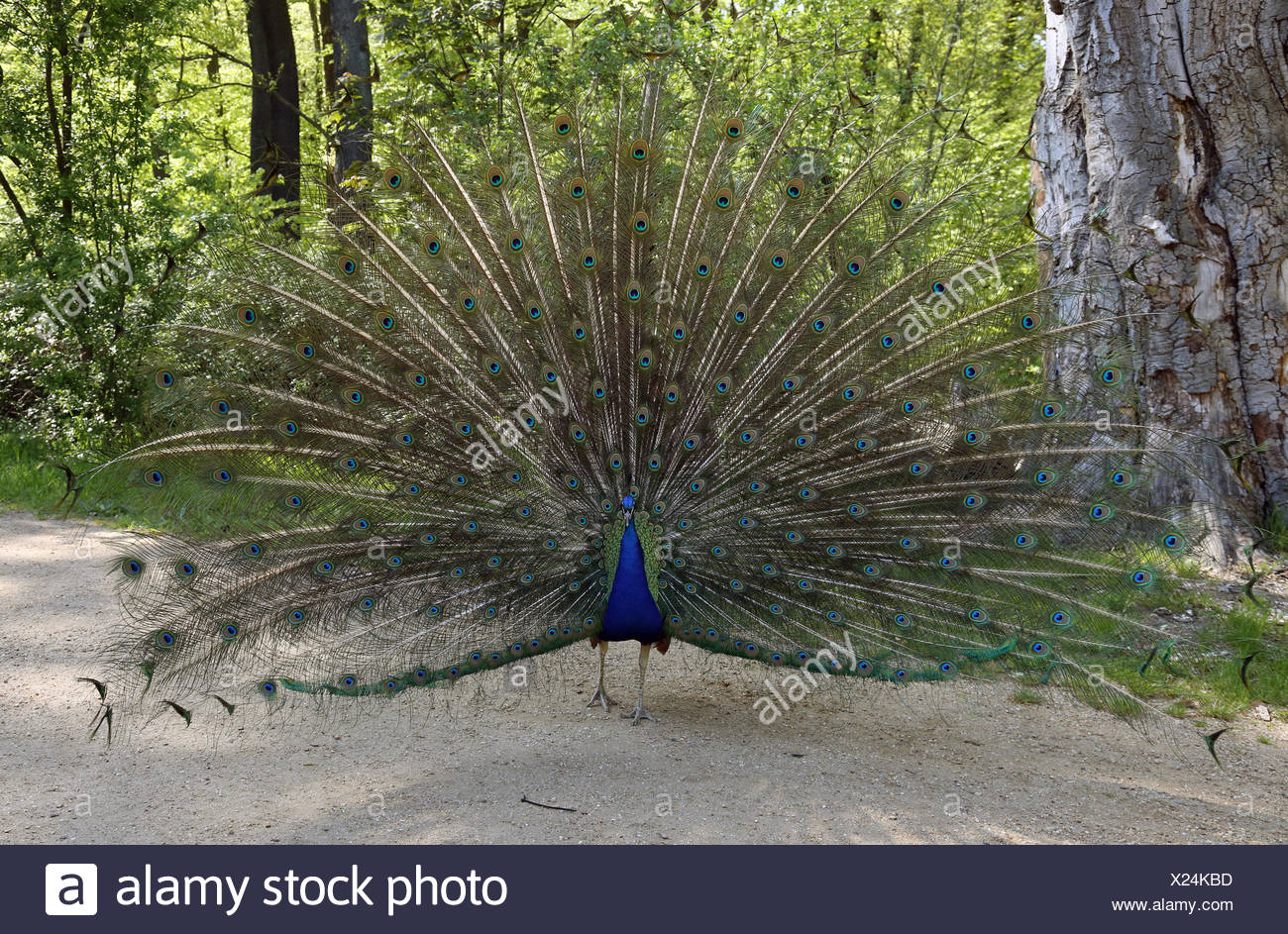Pfau Schlägt Rad Zum Imponieren Stockfotos & Pfau Schlägt Rad Zum ...