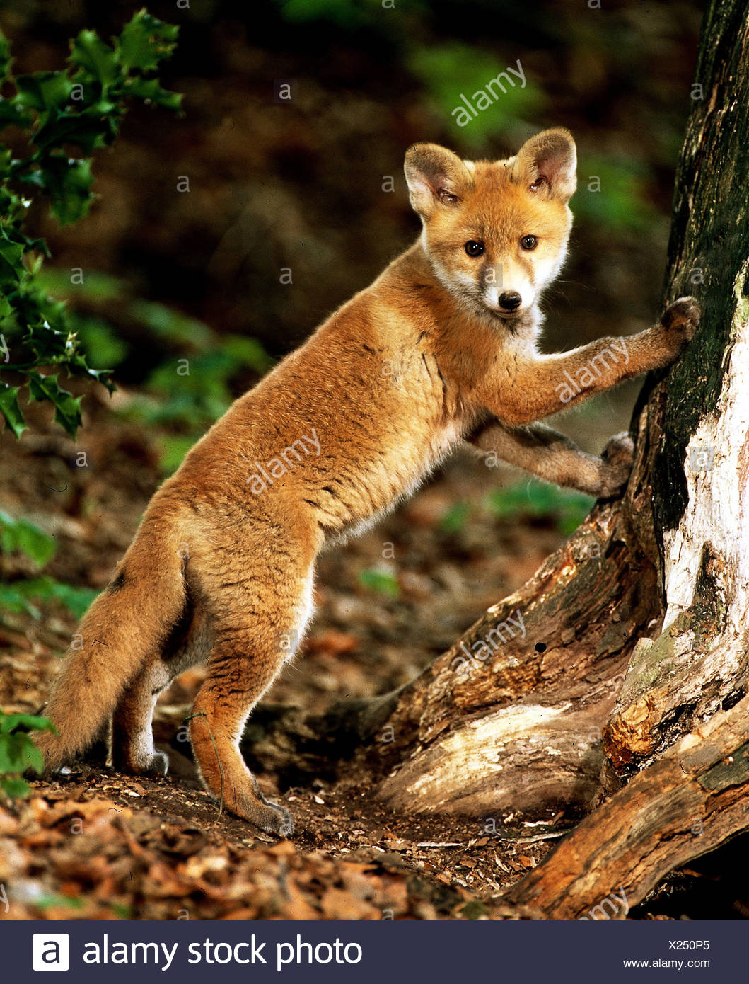 Sacrifice Scene Stockfotos & Sacrifice Scene Bilder - Alamy