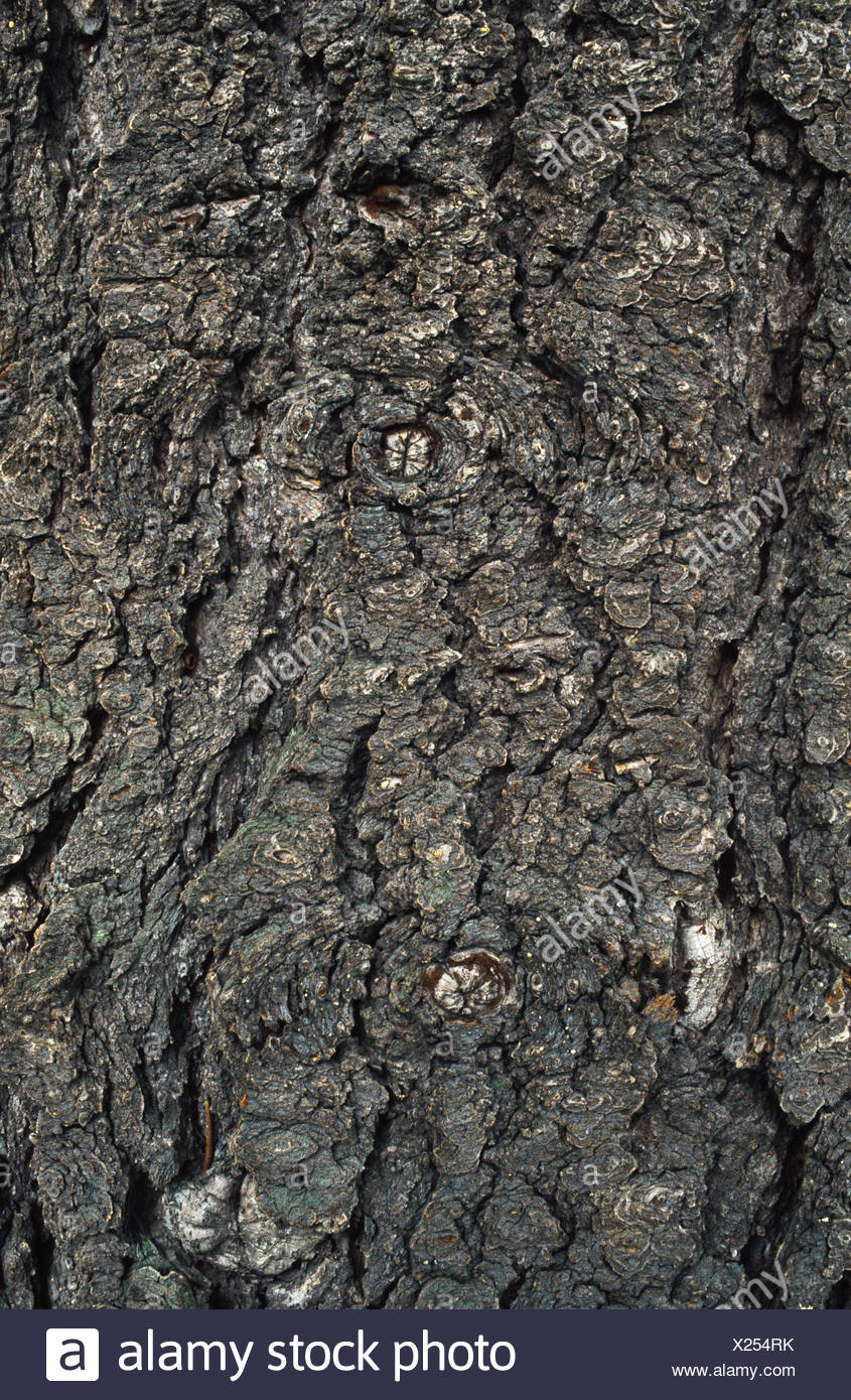 White Fir Abies Concolor Stockfotos und -bilder Kaufen - Alamy