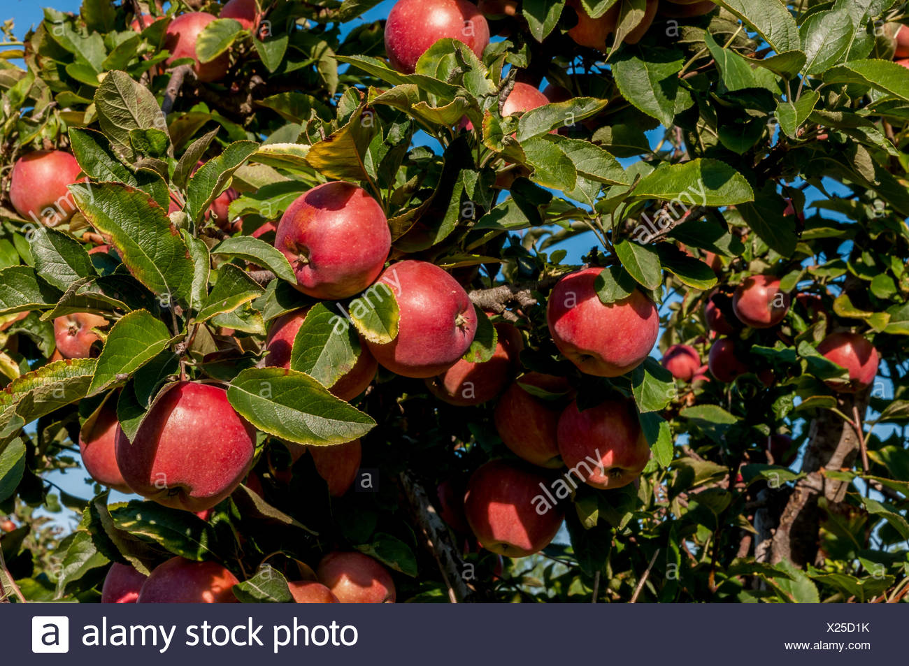 Äpfel Am Baum Stockfotos & Äpfel Am Baum Bilder - Seite 2 - Alamy
