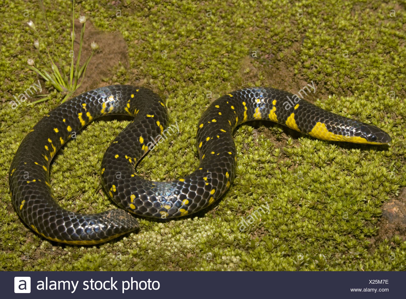Shieldtail Snake Stockfotos und -bilder Kaufen - Alamy