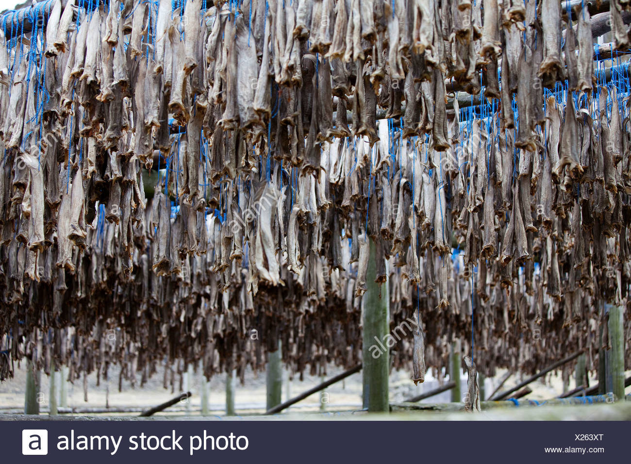 Getrockneter Fisch Island Europa Stockfotos und -bilder Kaufen - Alamy