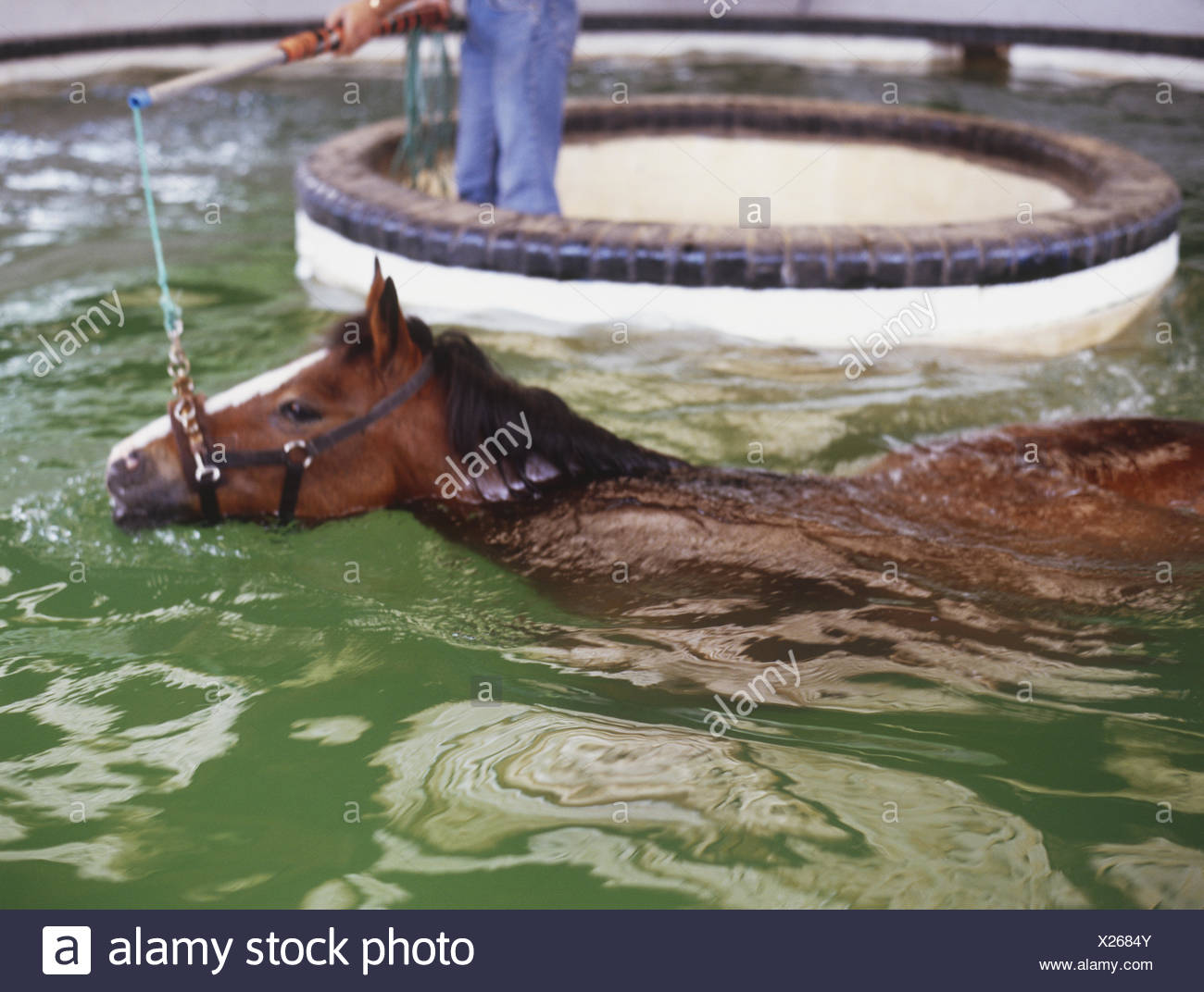 Horse Pool Stockfotos & Horse Pool Bilder - Alamy
