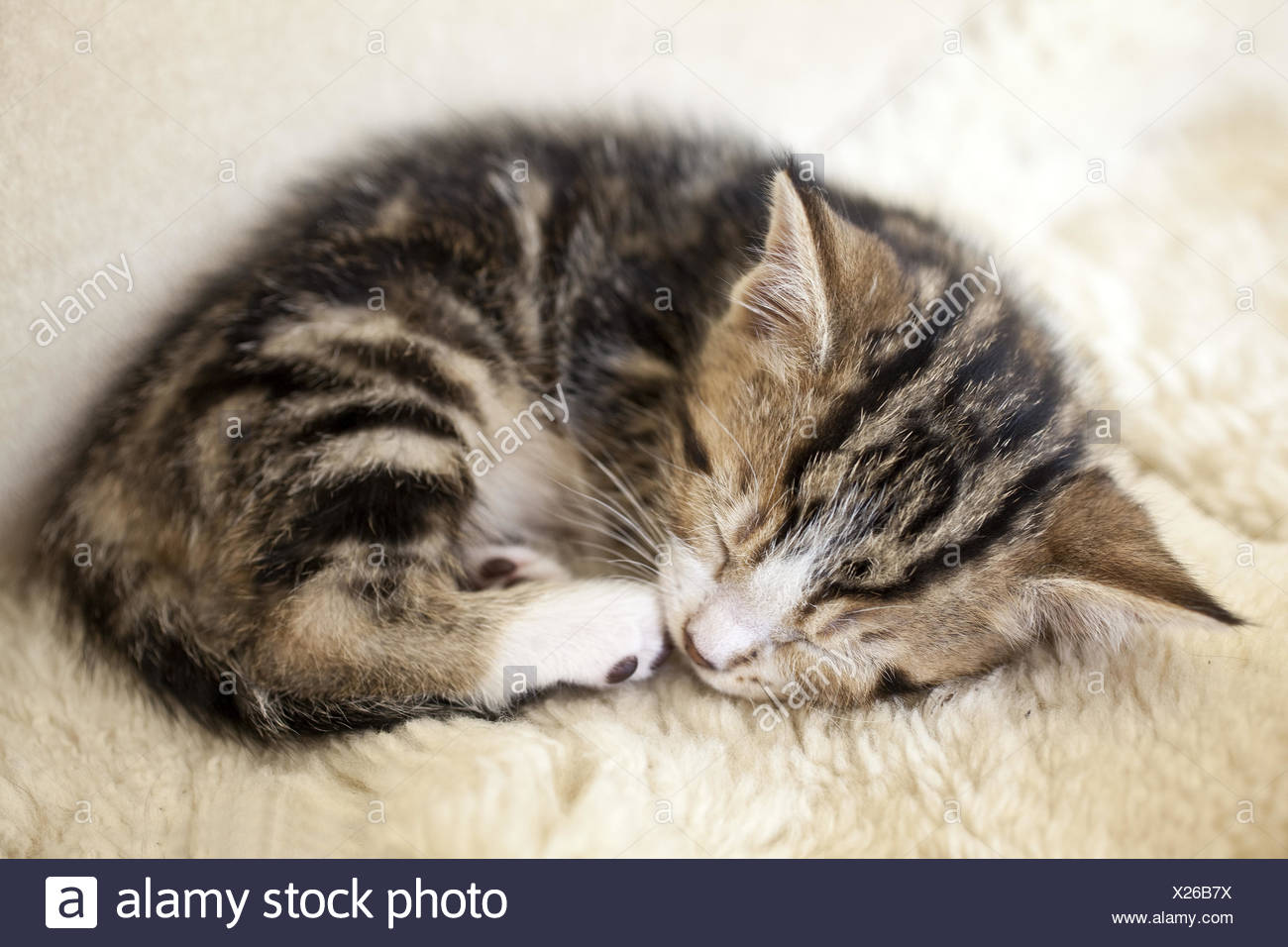 Ganzer Koerper Stockfotos und -bilder Kaufen - Alamy