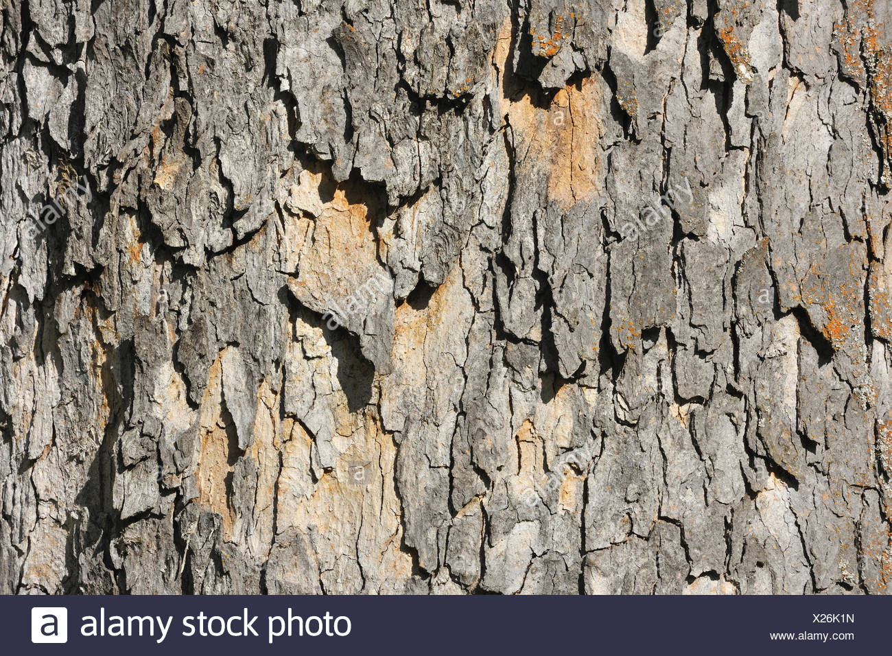 Ahorn Rinde Stockfotos und -bilder Kaufen - Alamy