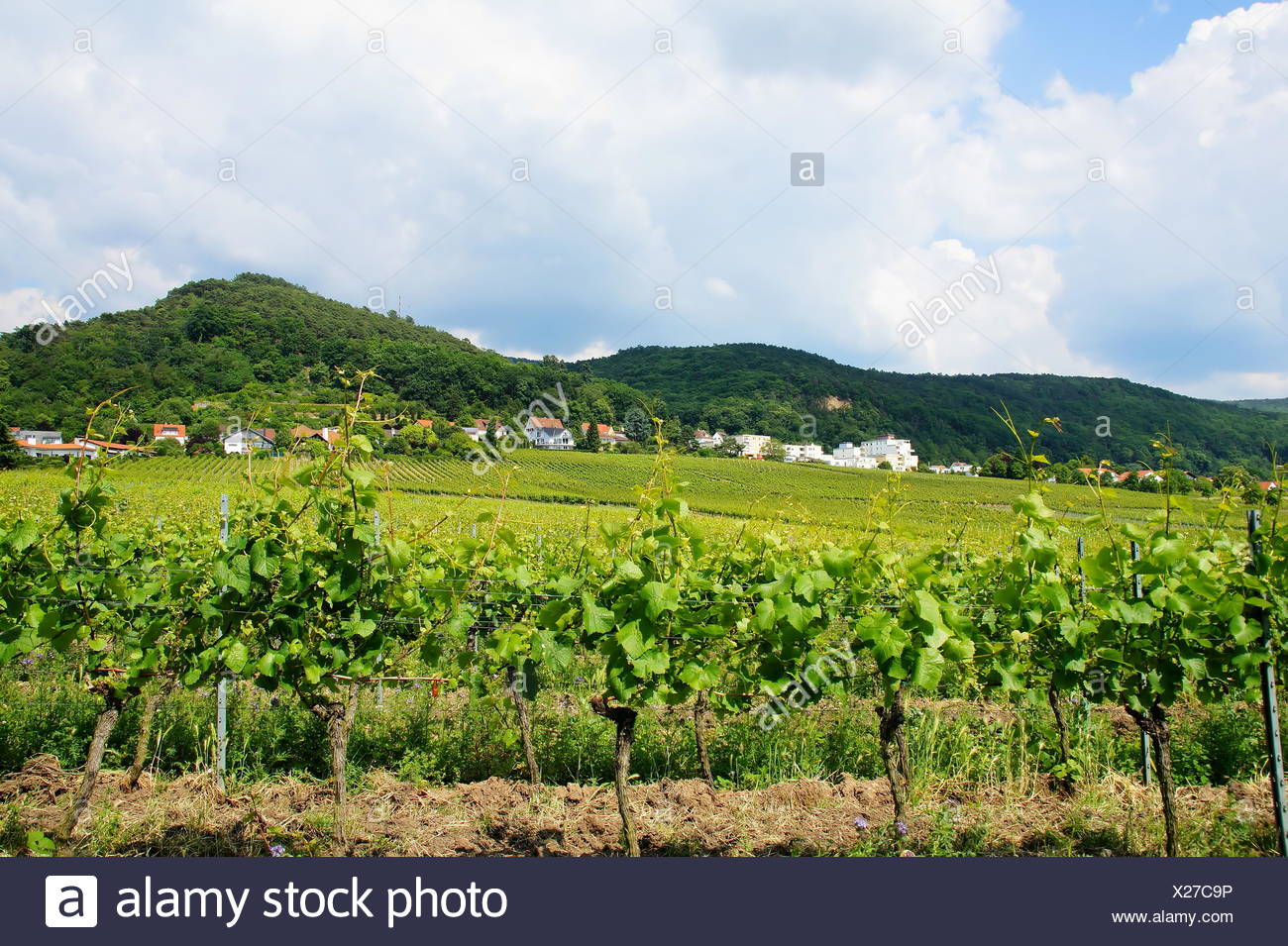 Neustadt Haardt Stockfotos und -bilder Kaufen - Alamy
