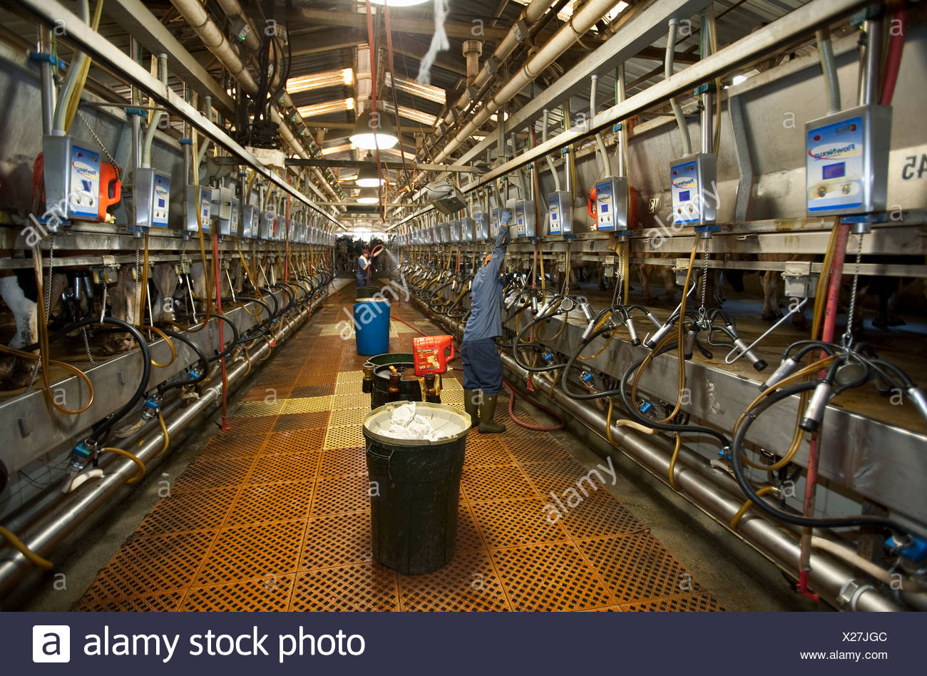 Melken Arbeit Stockfotos & Melken Arbeit Bilder - Alamy