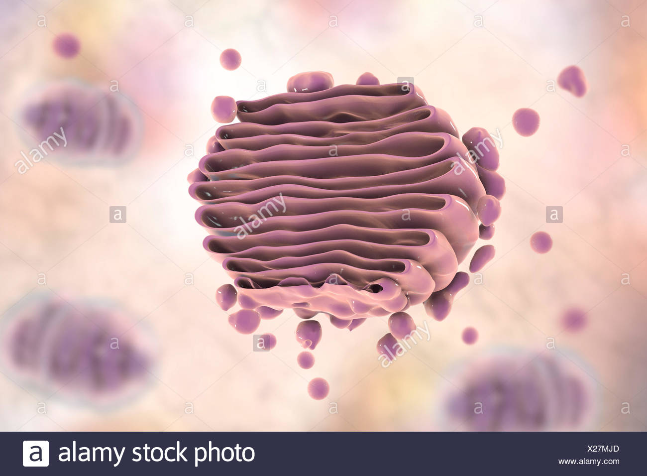 Golgi Apparatus Stockfotos und -bilder Kaufen - Alamy