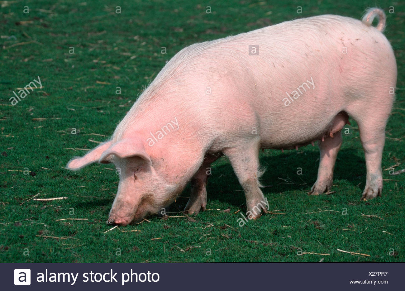 Domestic Pig Hungary Stockfotos & Domestic Pig Hungary Bilder - Alamy