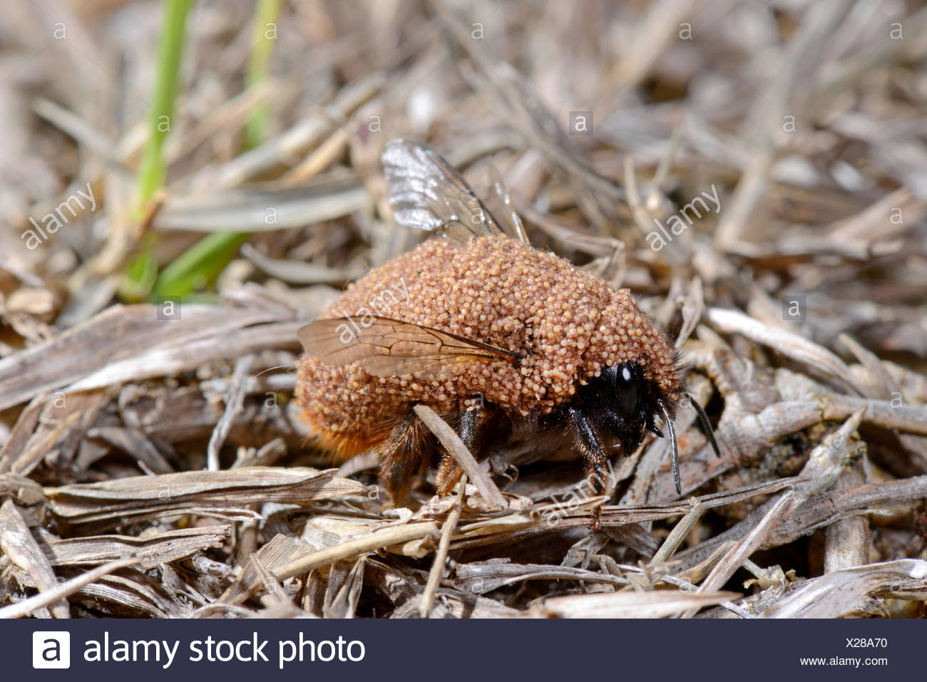 Ganze Körper Stockfotos und -bilder Kaufen - Alamy