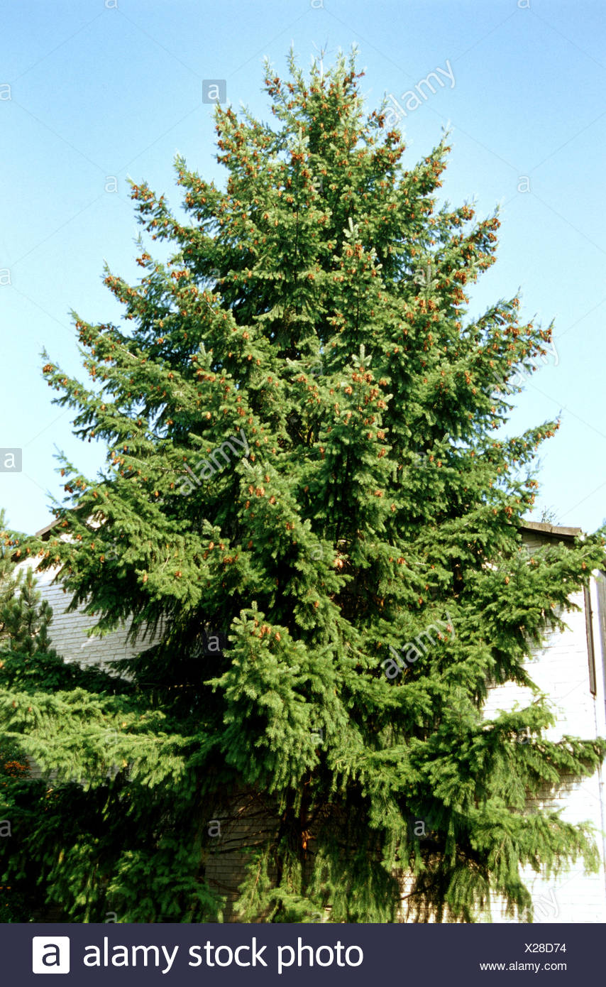 Douglasie Tanne Stockfotos und -bilder Kaufen - Alamy