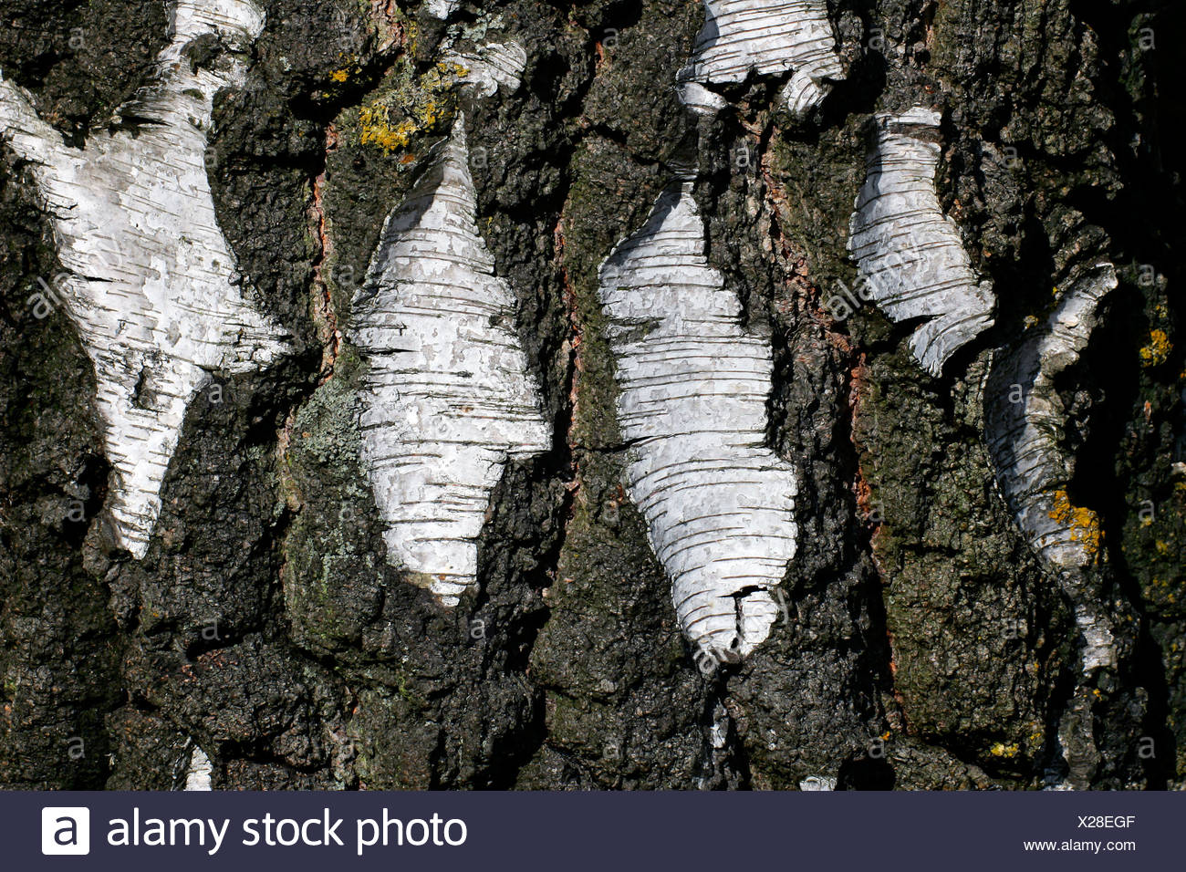 Betula Pendula Rinde Stockfotos und -bilder Kaufen - Alamy