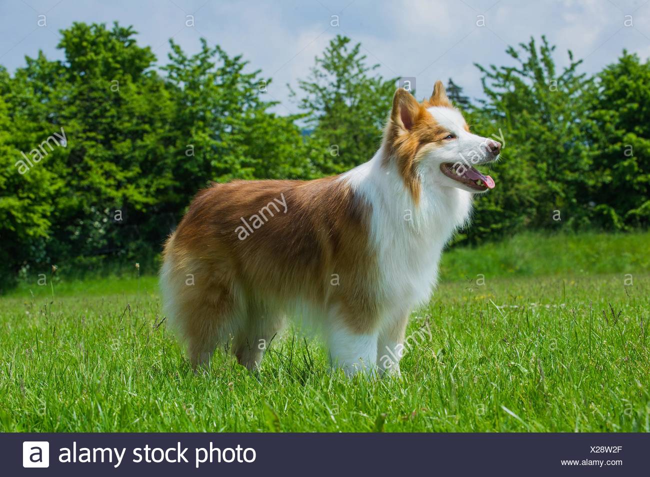 Isländische Schäferhunde Stockfotos & Isländische Schäferhunde Bilder ...