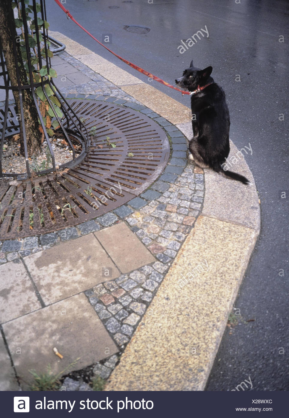 46+ Hunde Quälen | Siewirdesschaffen