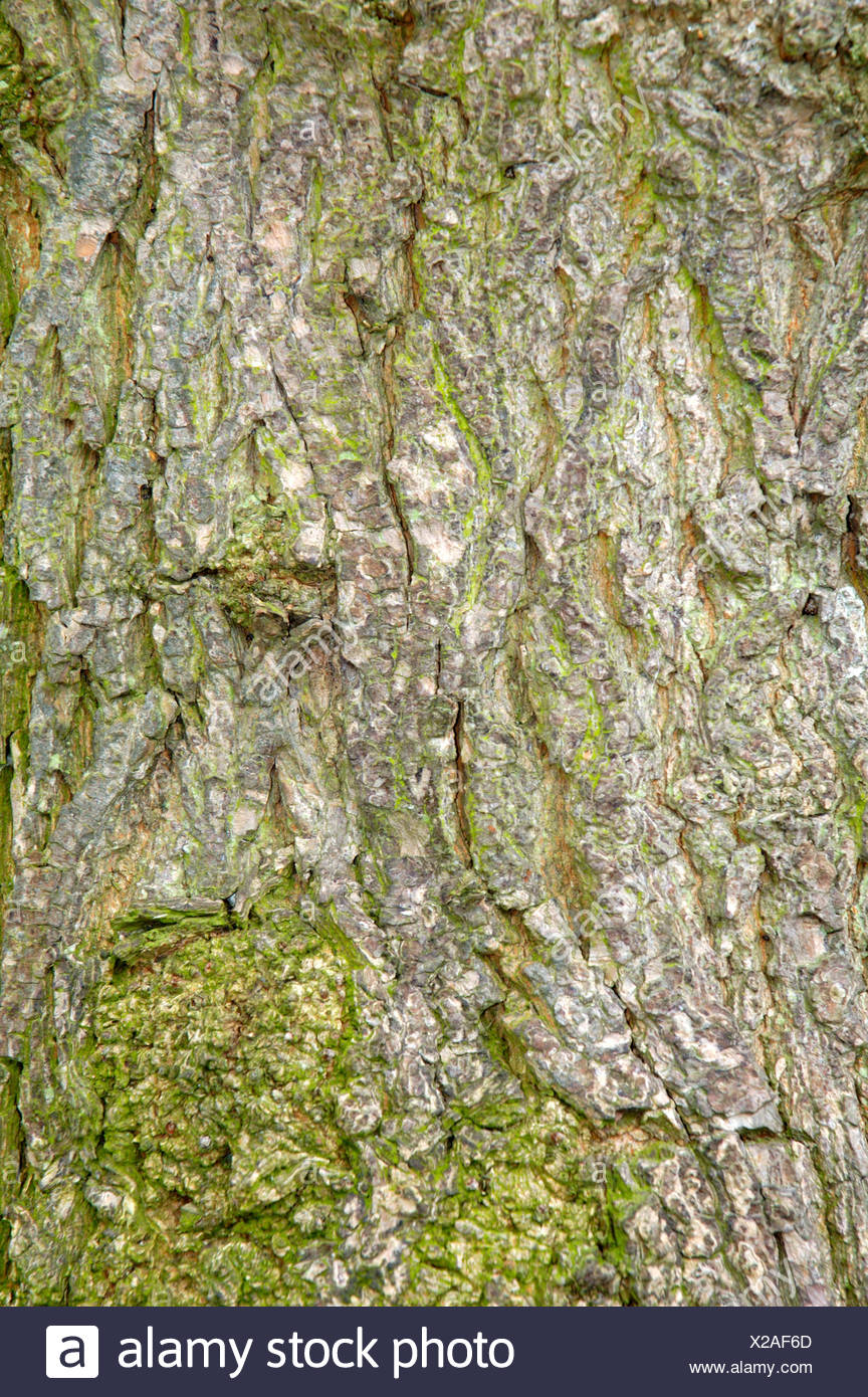 Acer Campestre Rinde Stockfotos und -bilder Kaufen - Alamy