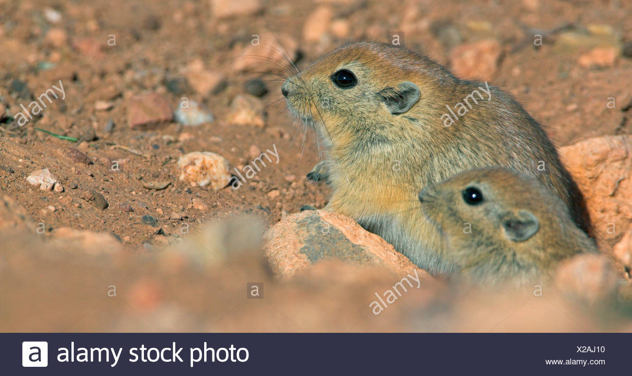Steatomys Pratensis Stockfotos und -bilder Kaufen - Alamy