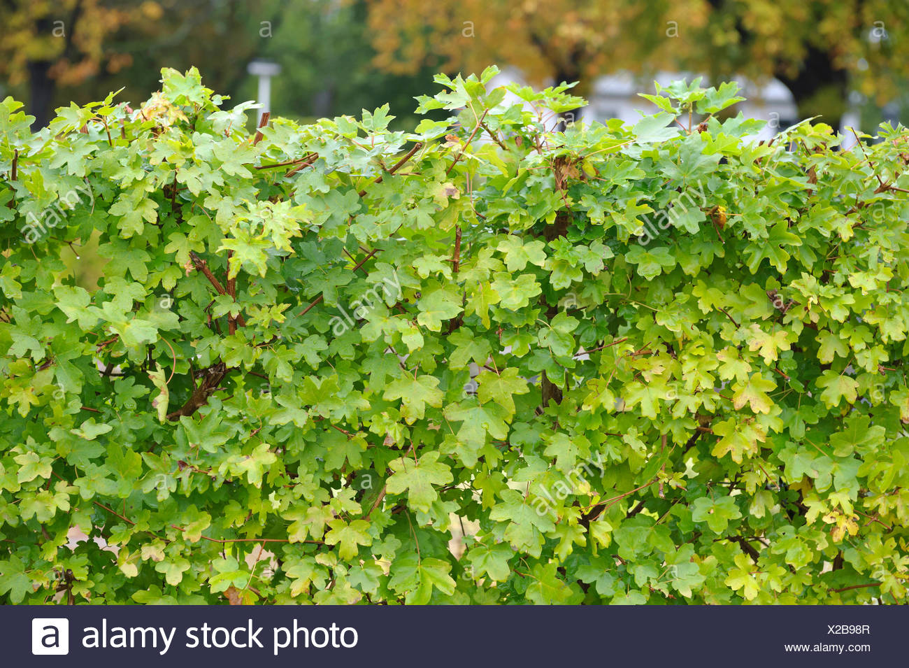 Wunderbar Acer Campestre Hecke Fotos