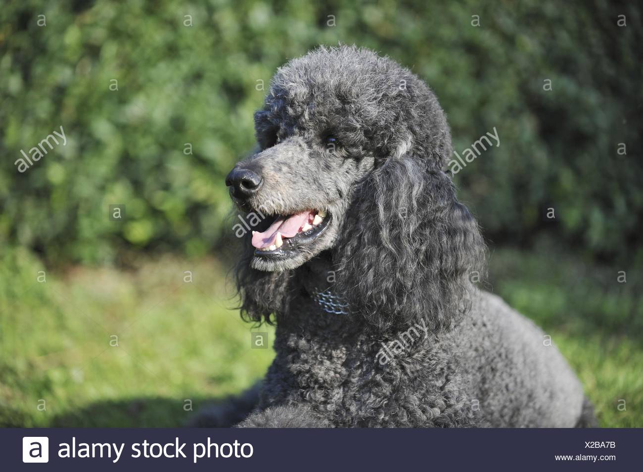Silver Poodle Portrait Stockfotos und -bilder Kaufen - Alamy