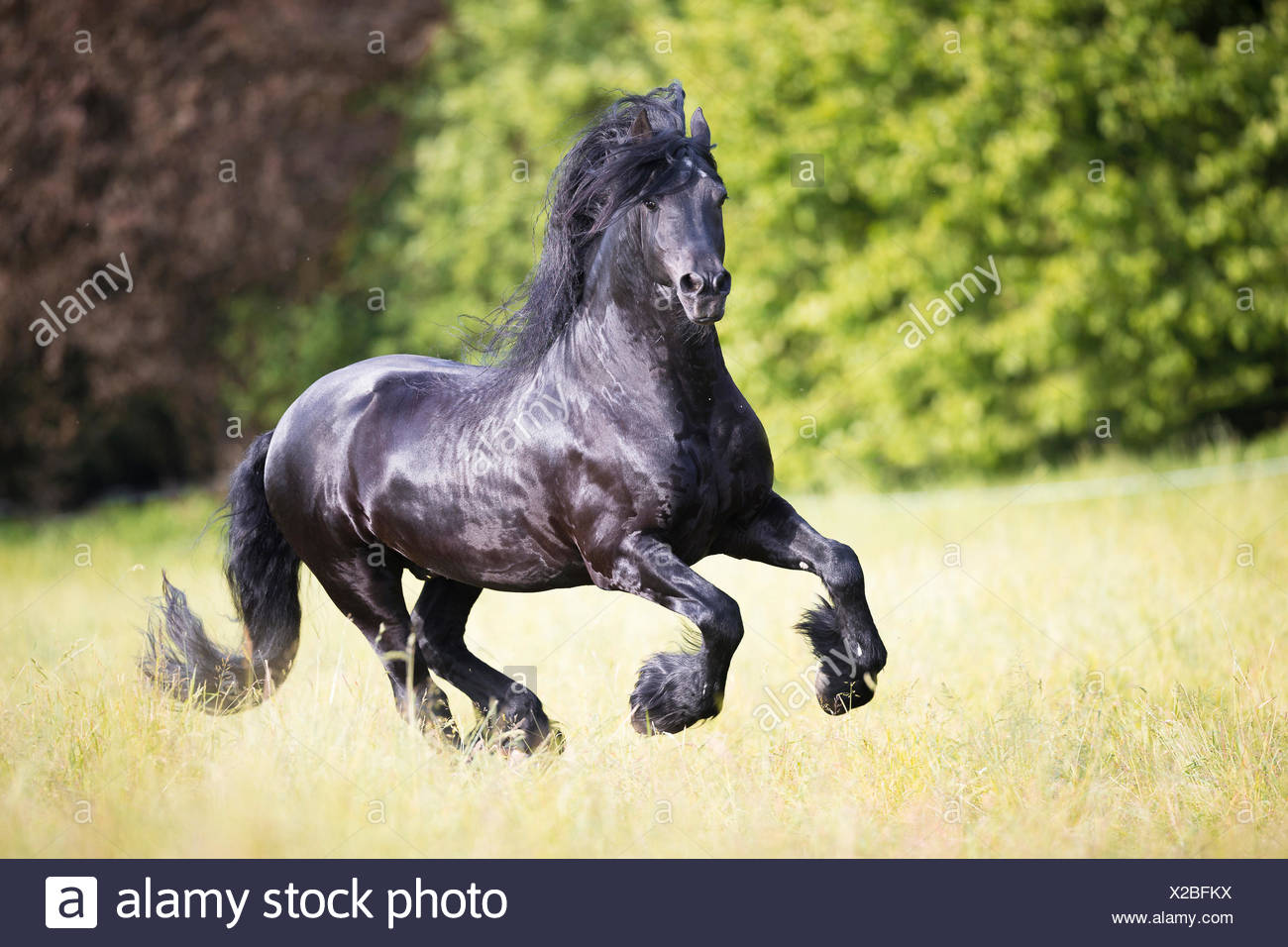 Schwarzes Pferd Stockfotos und -bilder Kaufen - Alamy