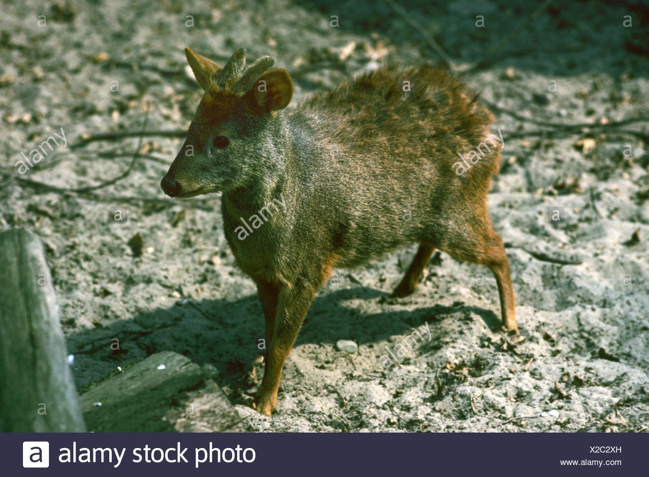 Southern Pudú Deer Pudu Puda Stockfotos und -bilder Kaufen - Alamy