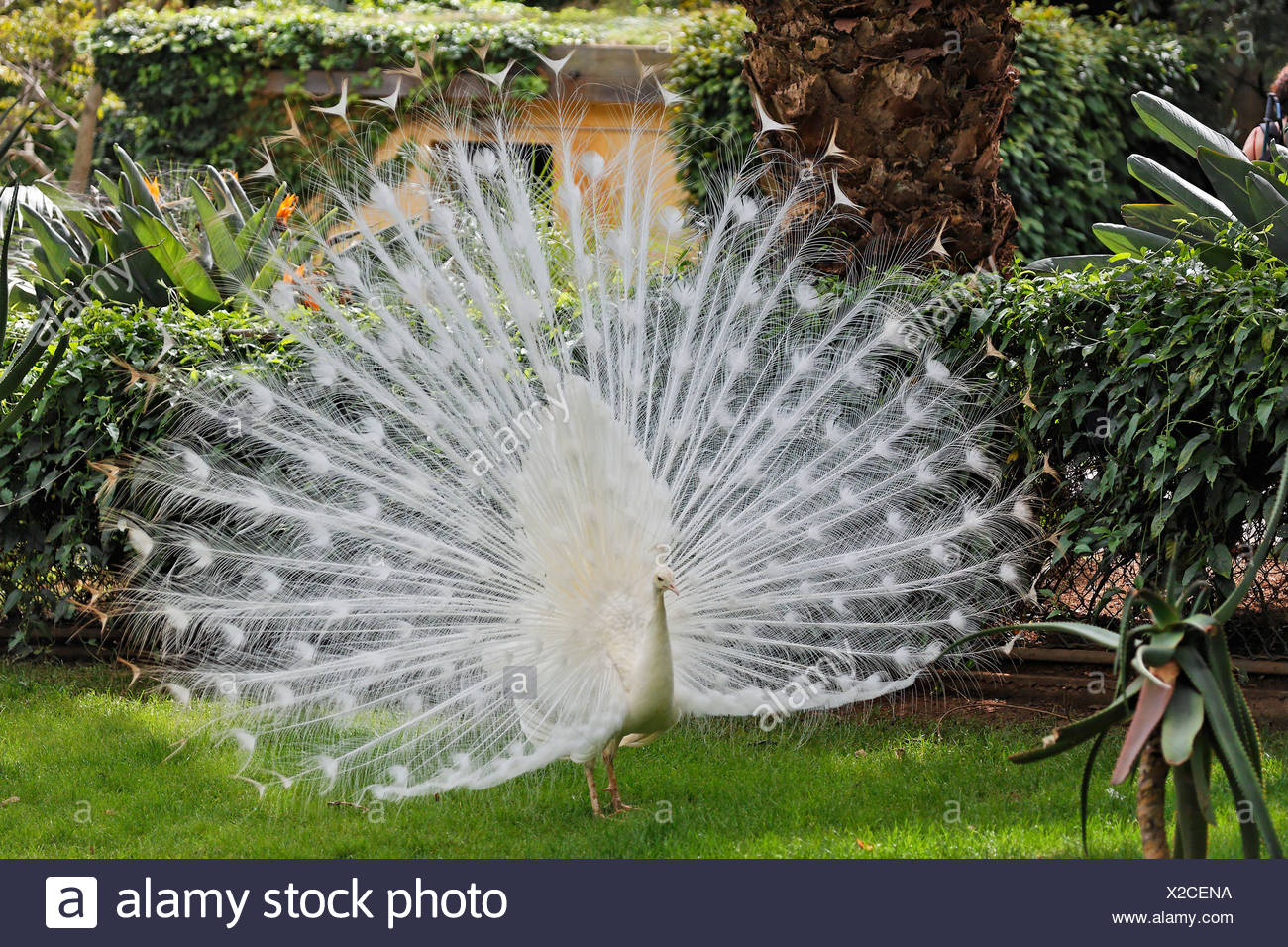 Weisser Pfau Stockfotos & Weisser Pfau Bilder - Alamy