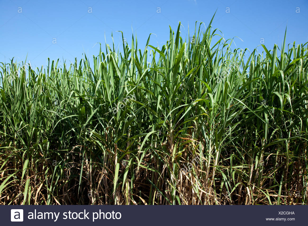 Reunion Island Sugar Cane Stockfotos und -bilder Kaufen - Alamy