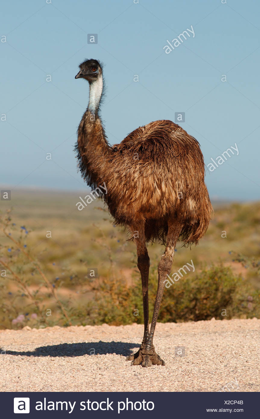 Großer Emu Stockfotos und -bilder Kaufen - Alamy