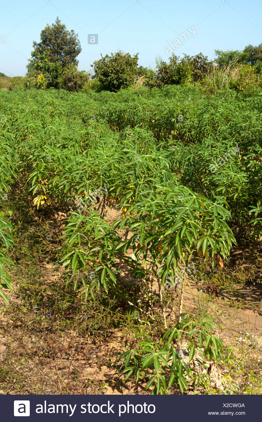 Maniok Stockfotos und -bilder Kaufen - Alamy