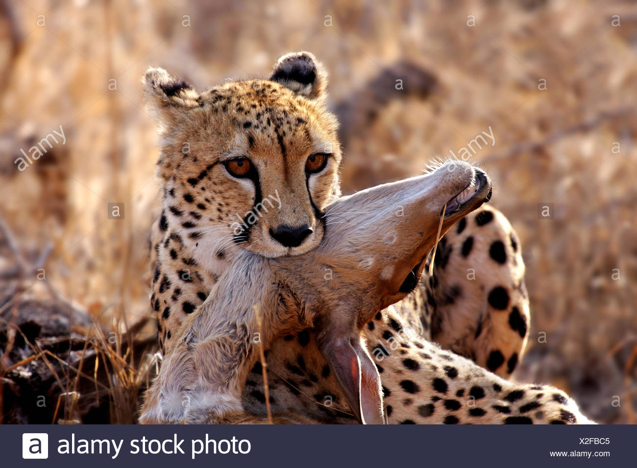 Gepard Prey Stockfotos & Gepard Prey Bilder - Alamy
