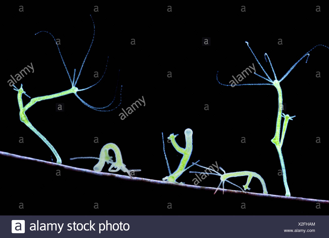 Hydra Invertebrates Stockfotos und -bilder Kaufen - Alamy