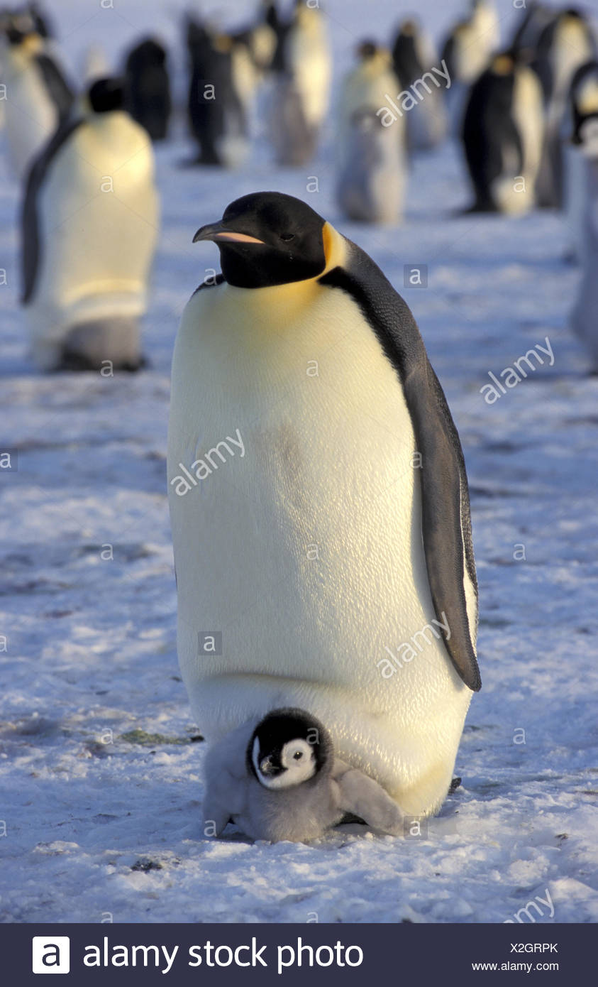 Kaiser Pinguin Küken Antartic Stockfotos & Kaiser Pinguin Küken ...