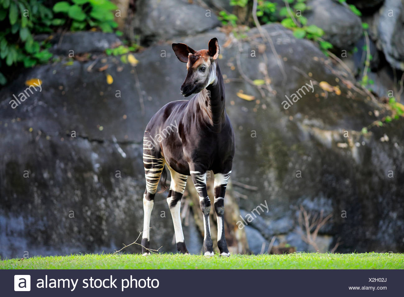 Okapi Johnstoni Stockfotos und -bilder Kaufen - Alamy