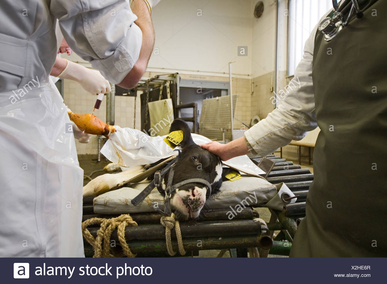 Rektale Untersuchung Stockfotos und -bilder Kaufen - Alamy