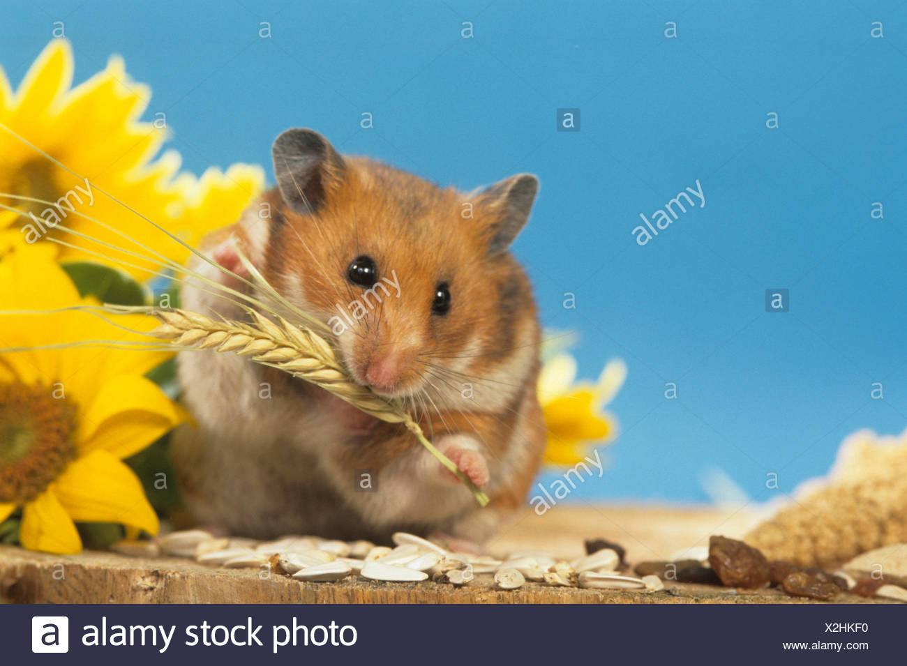 Golden Hamster Mesocricetus Auratus Eating Stockfotos und -bilder ...