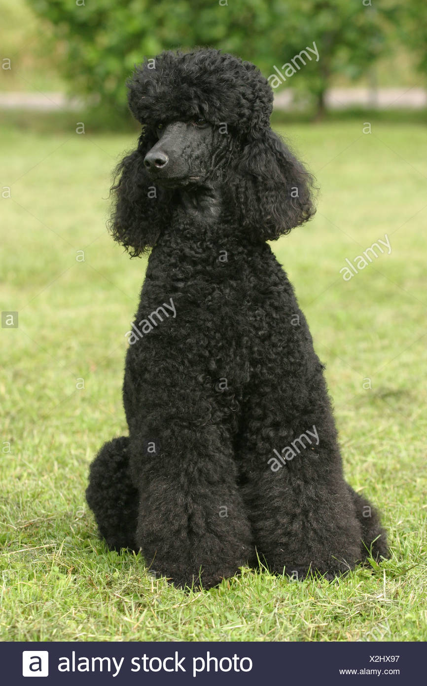 Sitzender Königspudel Sitting Poodle Stockfotos & Sitzender Königspudel ...