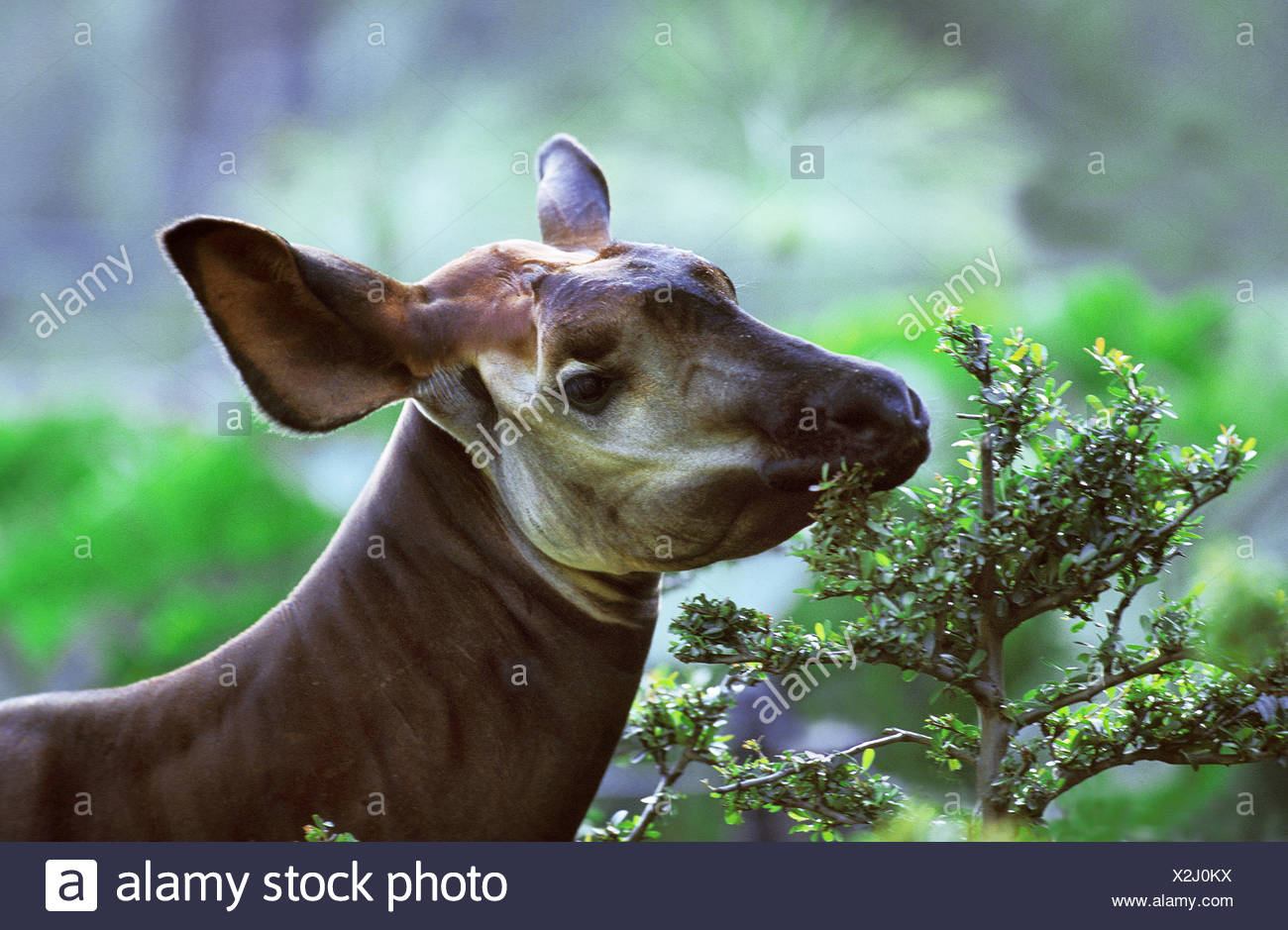 Okapi Johnstoni Stockfotos und -bilder Kaufen - Alamy