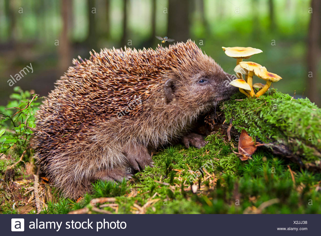 Igel, Der Nahrung Auf Dem Wald Sucht Stockfotos & Igel, Der Nahrung Auf ...