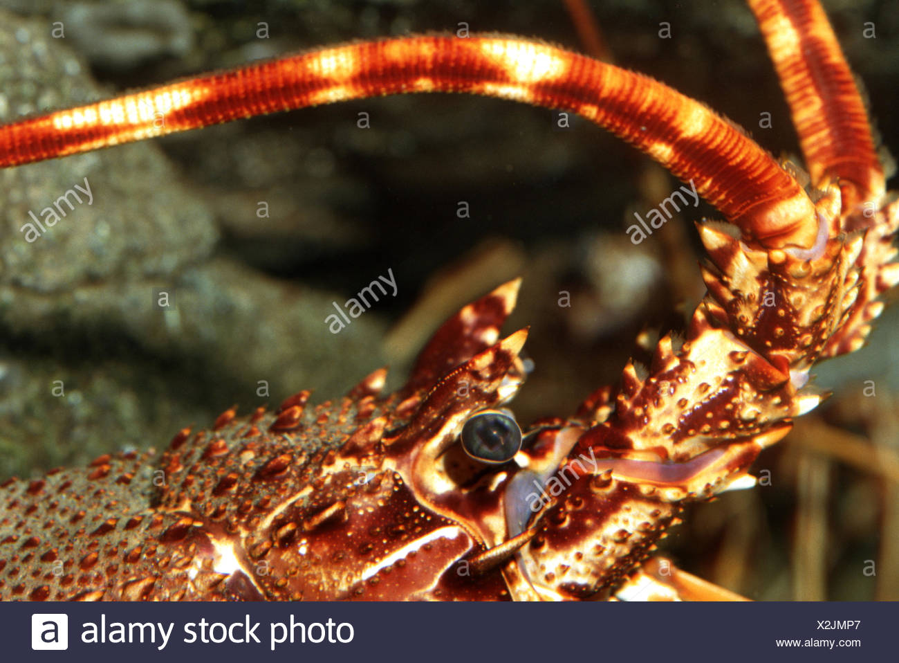 Europischer Hummer Stockfotos und -bilder Kaufen - Alamy