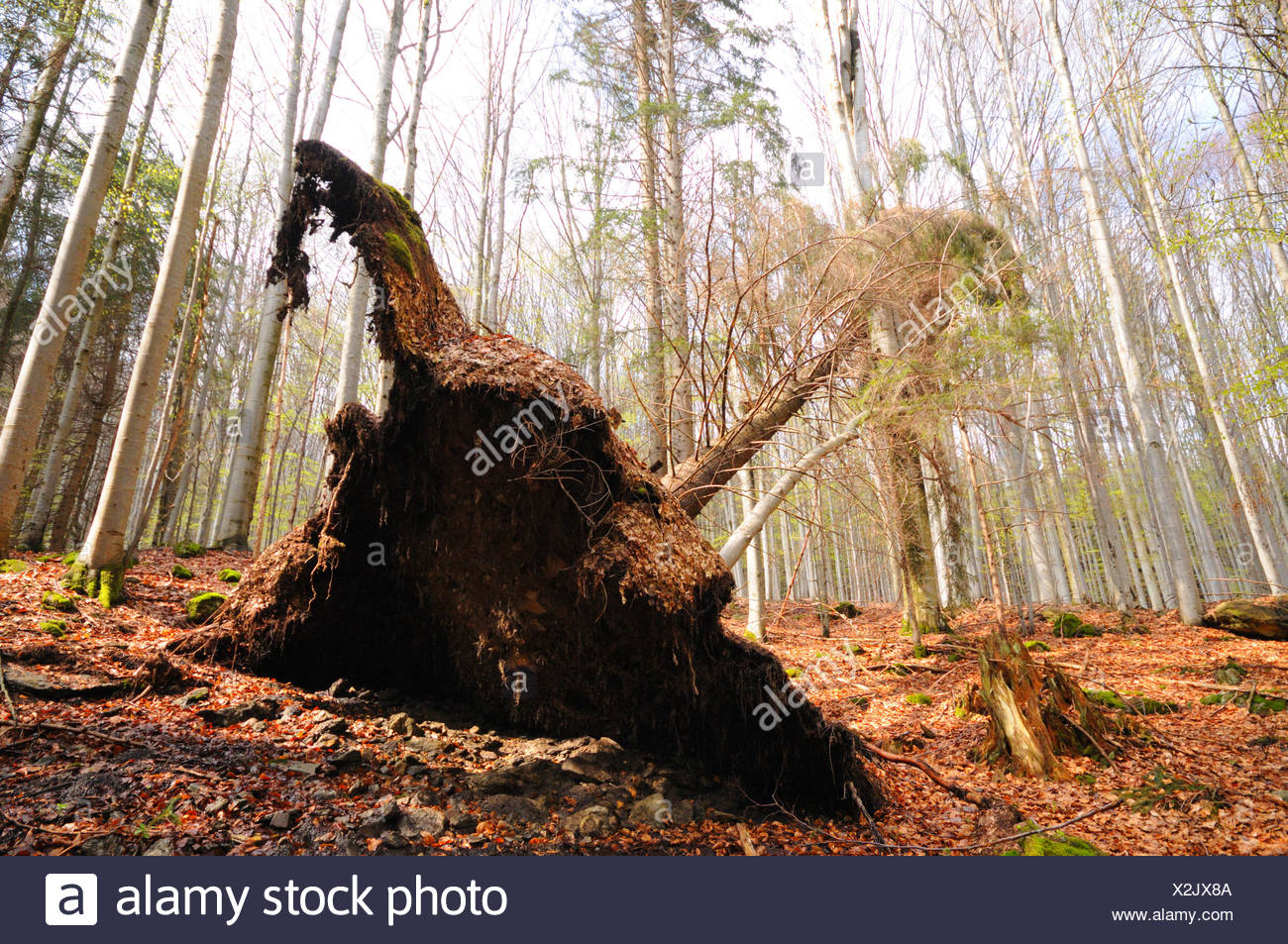 Norway Spruce Picea Abies Roots Stockfotos und -bilder Kaufen - Alamy