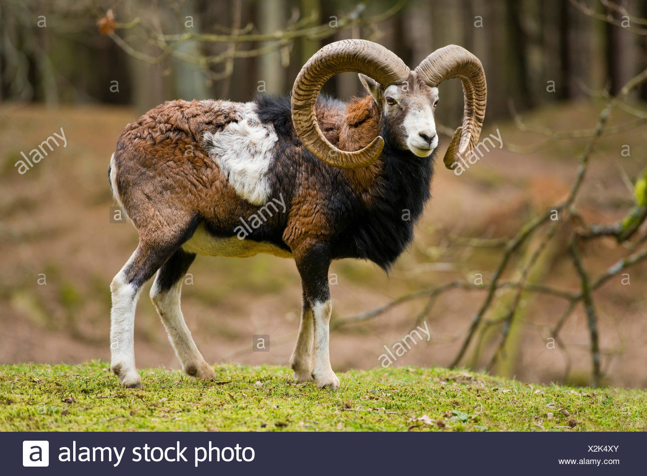 European Mouflon Sheep Ovis Ammon Stockfotos und -bilder Kaufen - Alamy