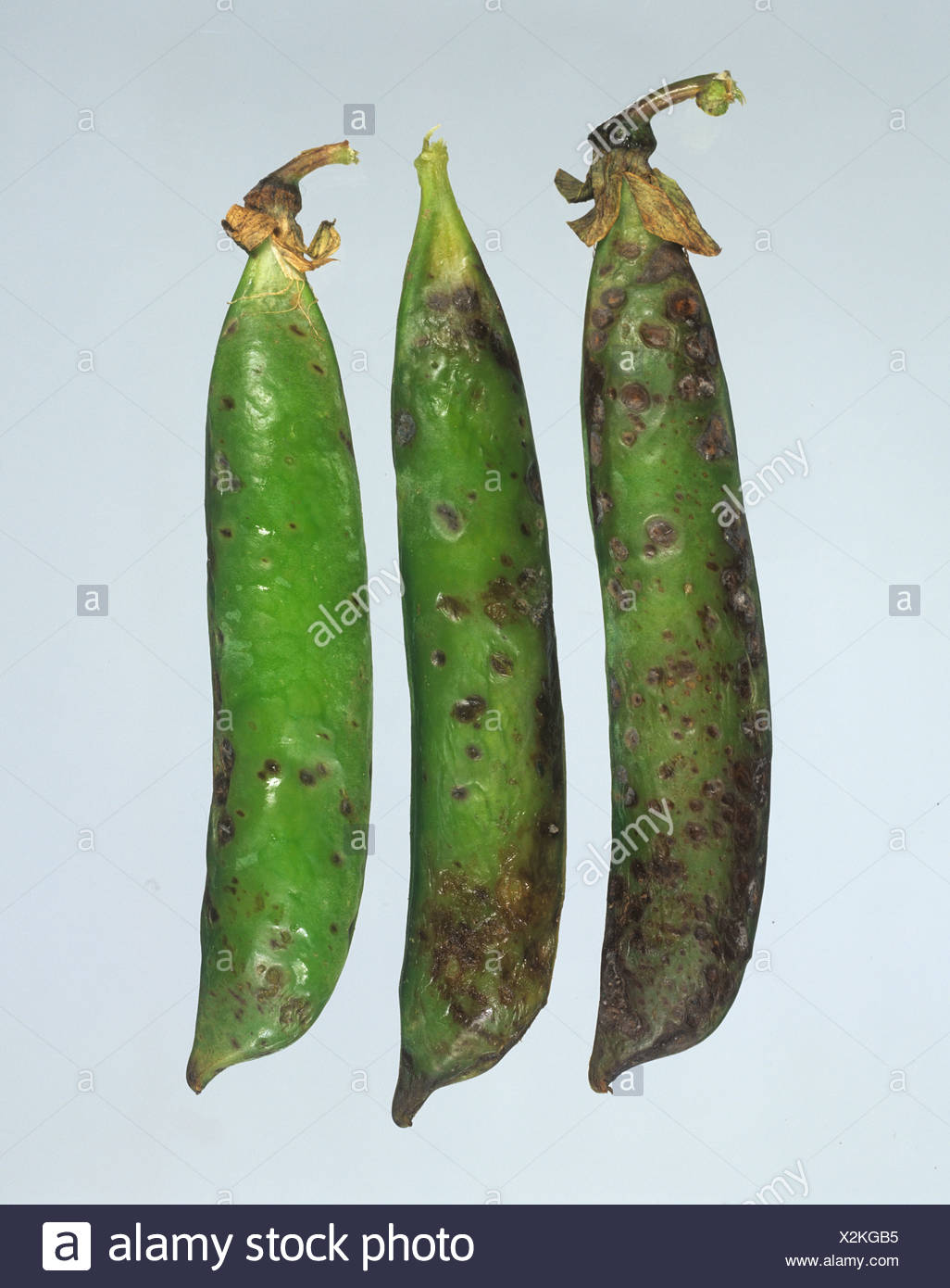 Mycosphaerella Pinodes Stockfotos und -bilder Kaufen - Alamy