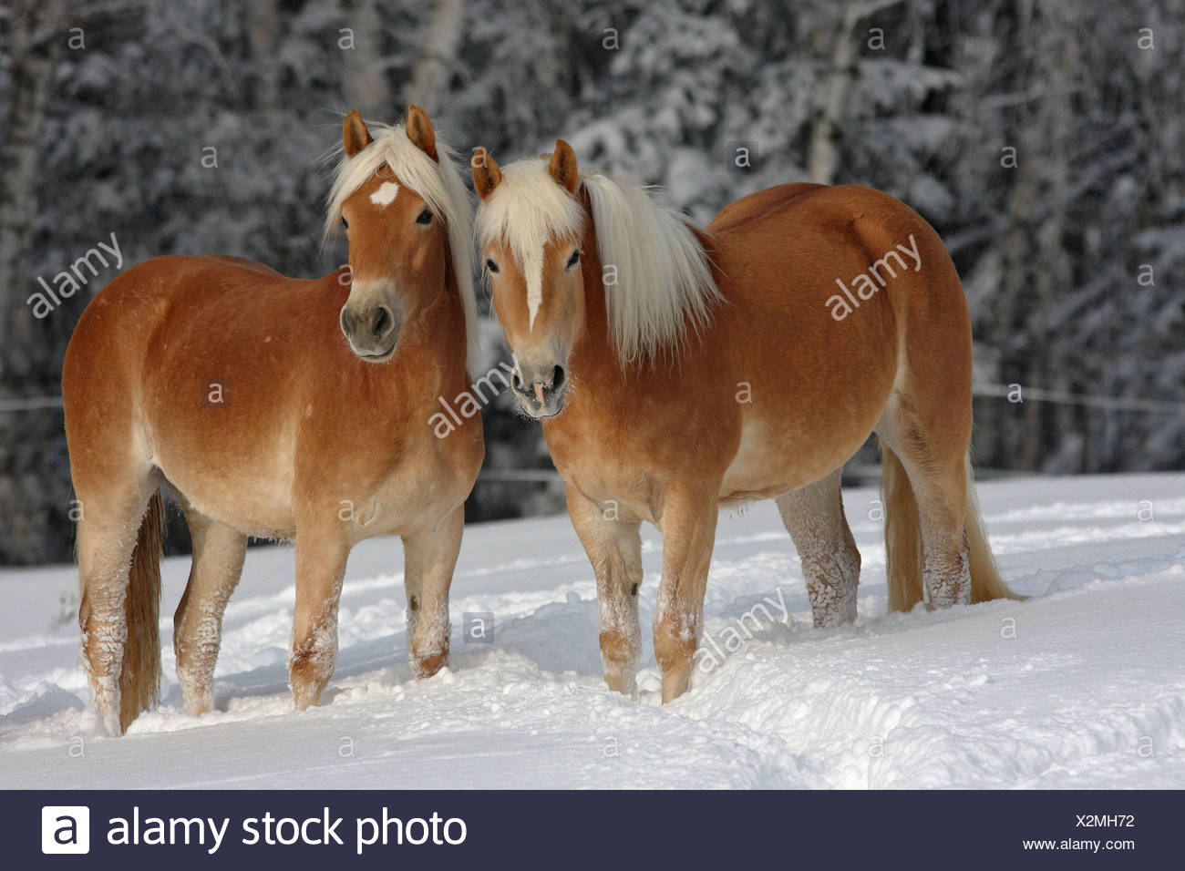 Haflinger Pferde Stockfotos und -bilder Kaufen - Alamy