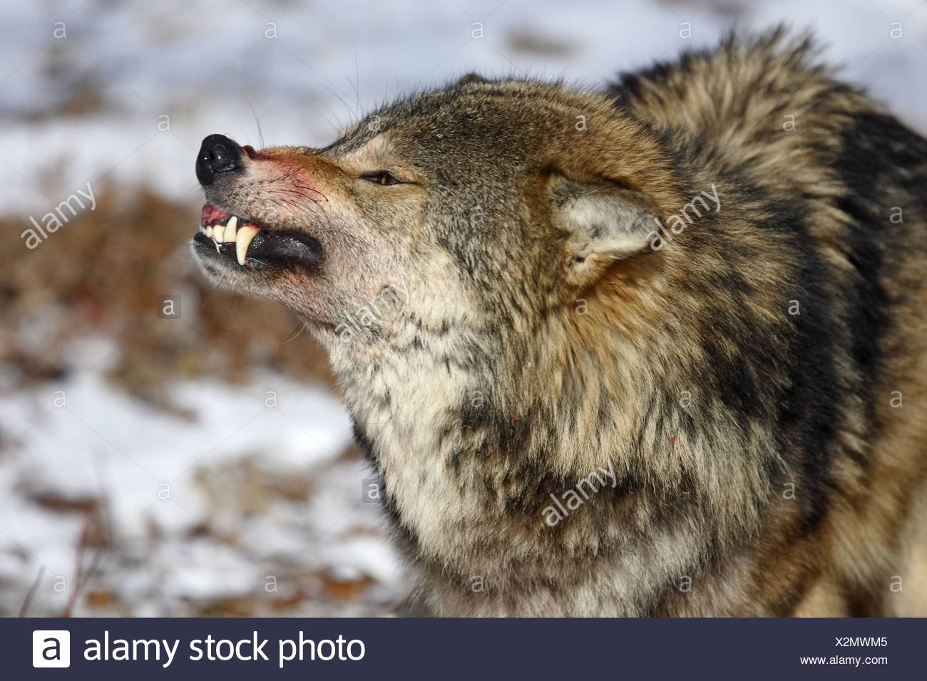 Game Animals Wilderness Winter Wolf Teeth Stockfotos & Game Animals ...