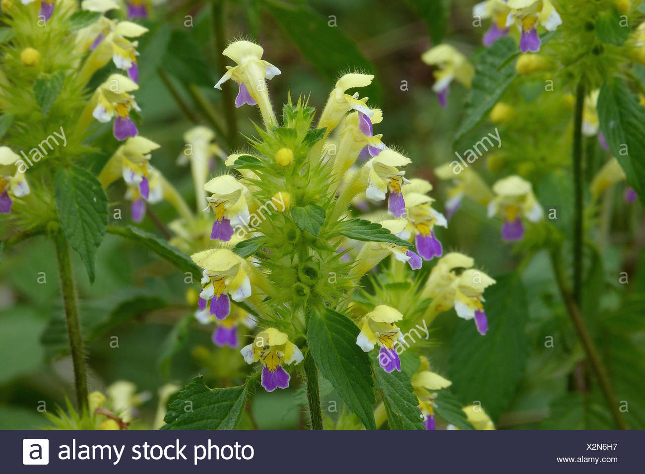 Indikator Spezies Stockfotos und -bilder Kaufen - Alamy