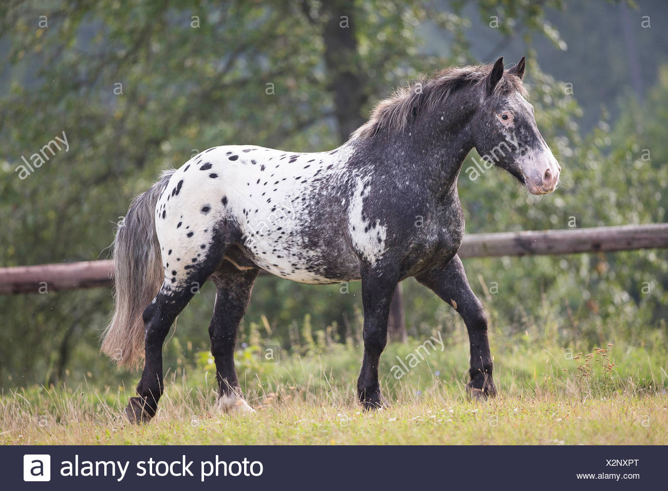 Noriker Horse Stockfotos & Noriker Horse Bilder - Alamy