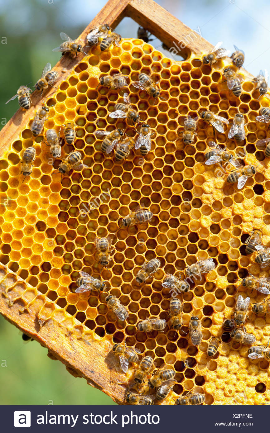 Nurse Bee Stockfotos und -bilder Kaufen - Alamy